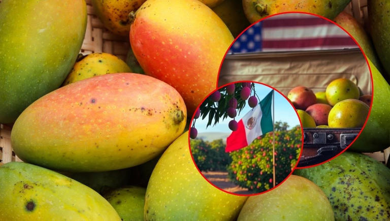 Exportadores de mango en México buscan nuevos mercados ante posibles ...