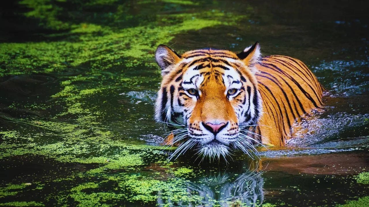 This national park in Bihar is a tiger reserve and a must visit for big ...
