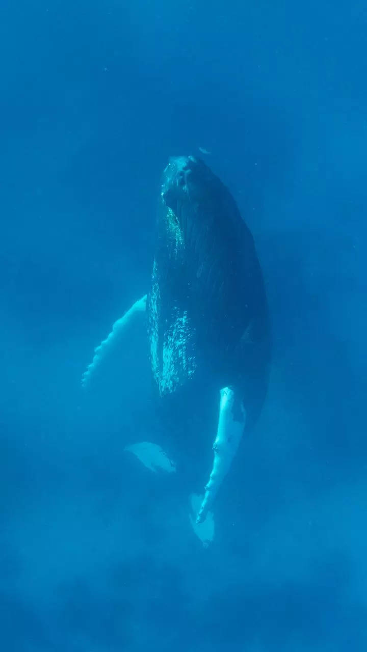 From floating to hanging upside down: 9 animals that sleep in unique ways