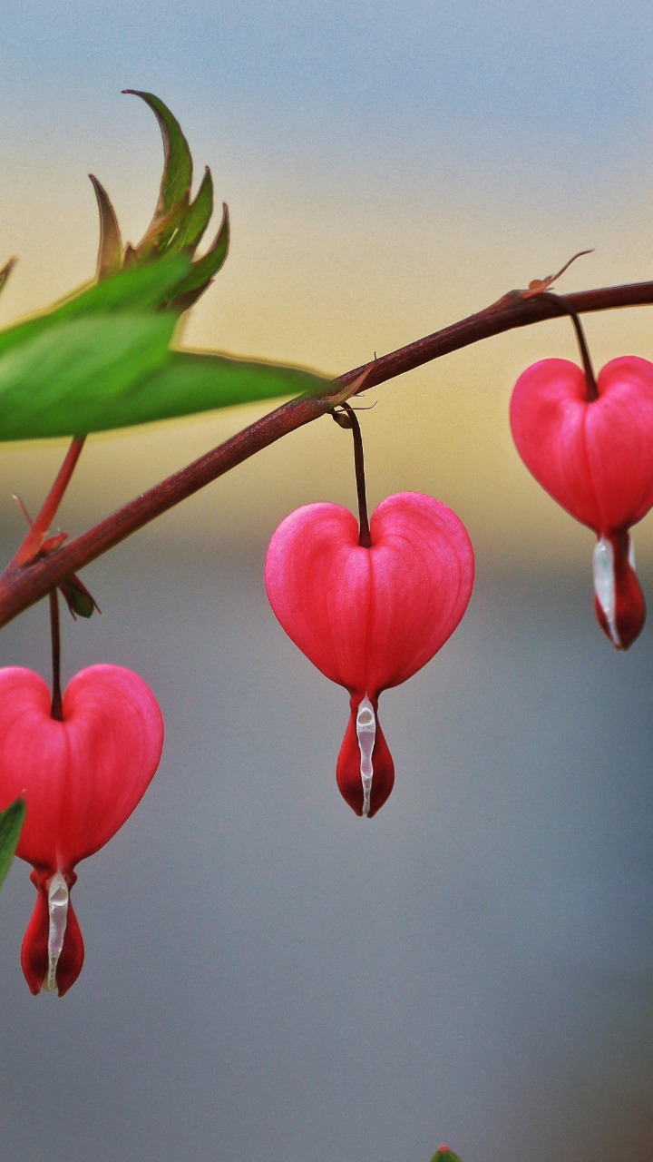 9 weird plants that seem more supernatural than natural