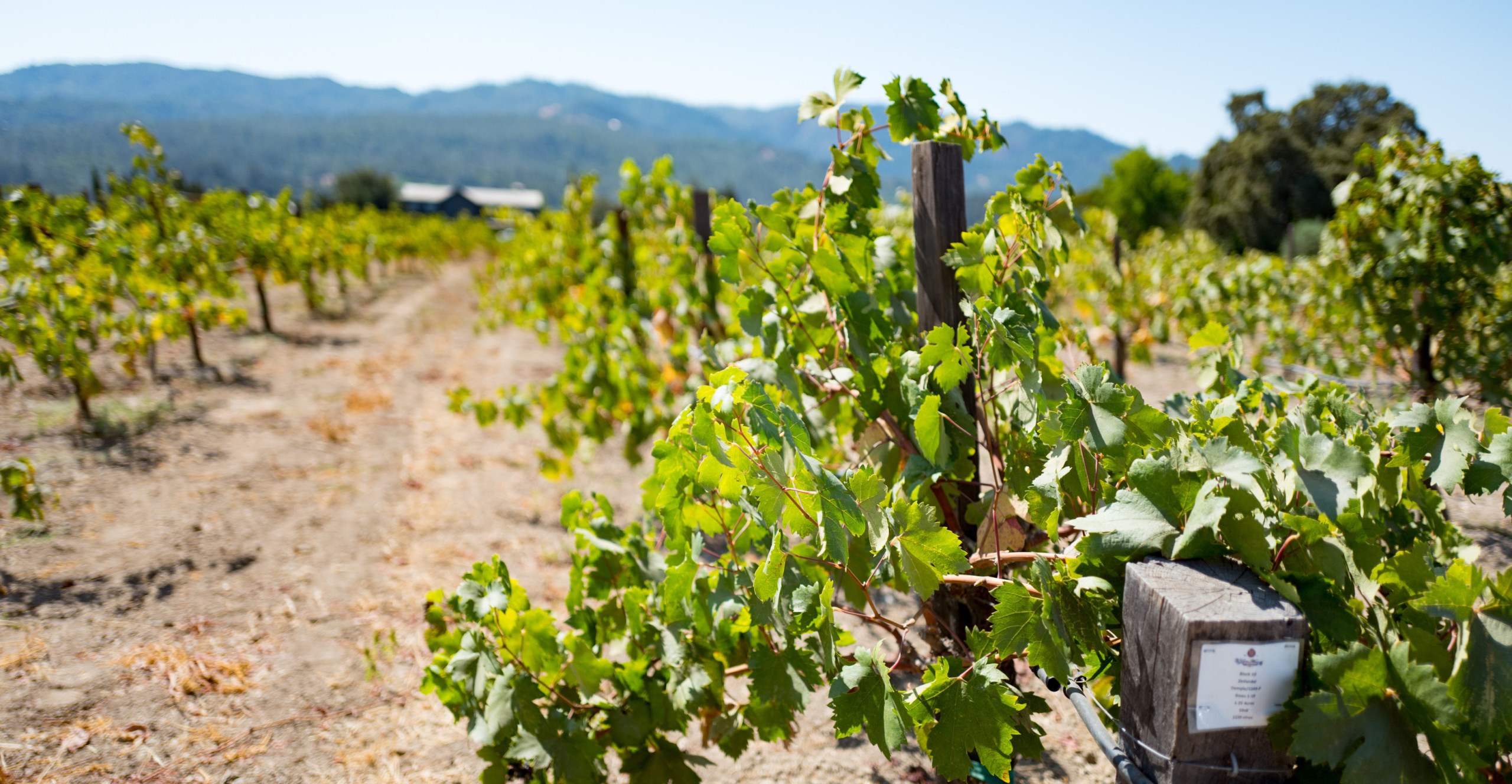 Follow the most popular wine routes in the world