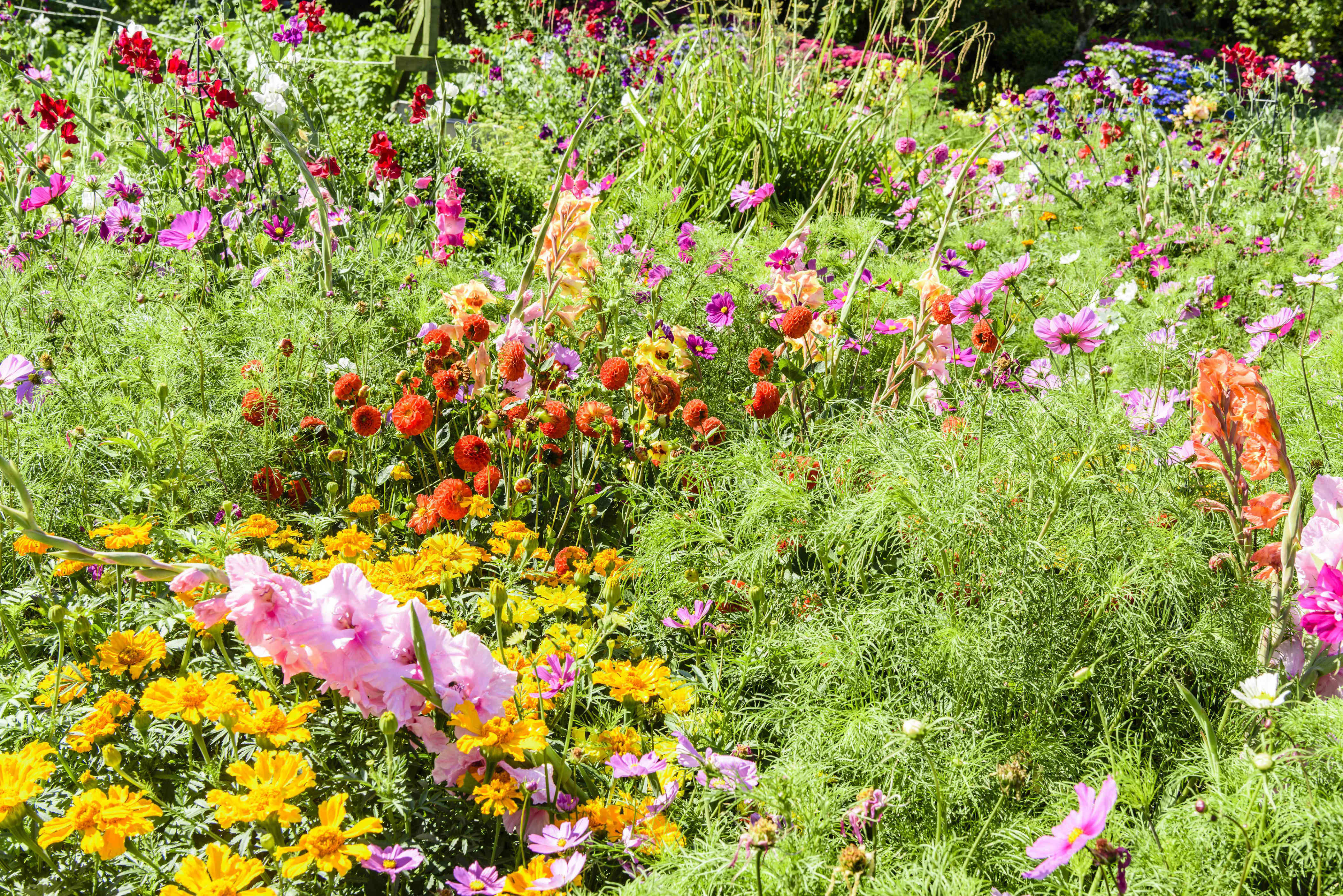How to Grow a Wildflower Garden That’s Bursting With Color—and Loved by ...