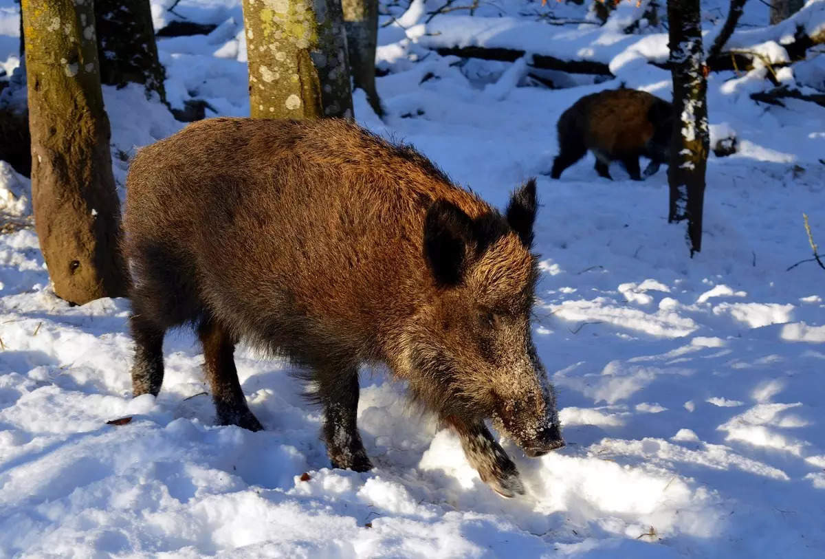 The $2.5 billion reason why US is worried about Canada's 'Super Pigs'