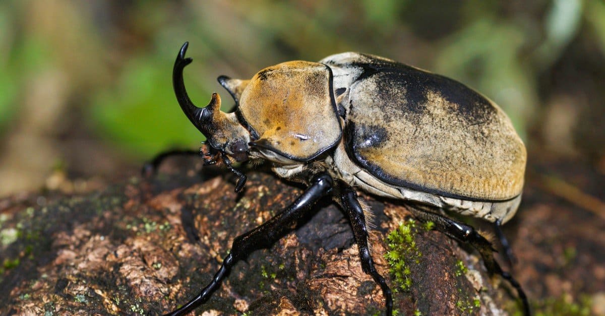Watch Out for These Top 5 Largest Flying Insects in the United States