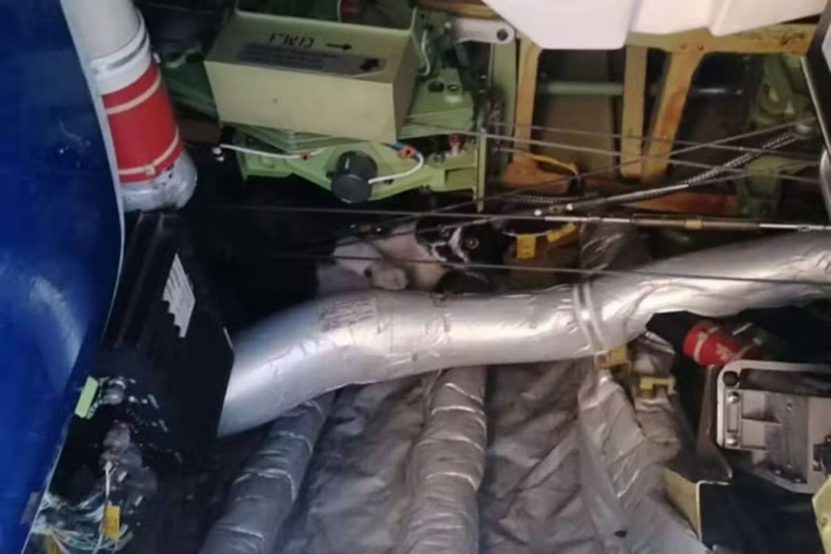 Clandestine cat delays flight by two days and images of the intruder go ...