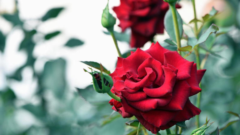 How to Keep Roses Blooming Longer, Even in the Heat