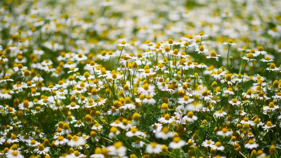 17 Easy-to-Grow Plants to Replace Your Lawn