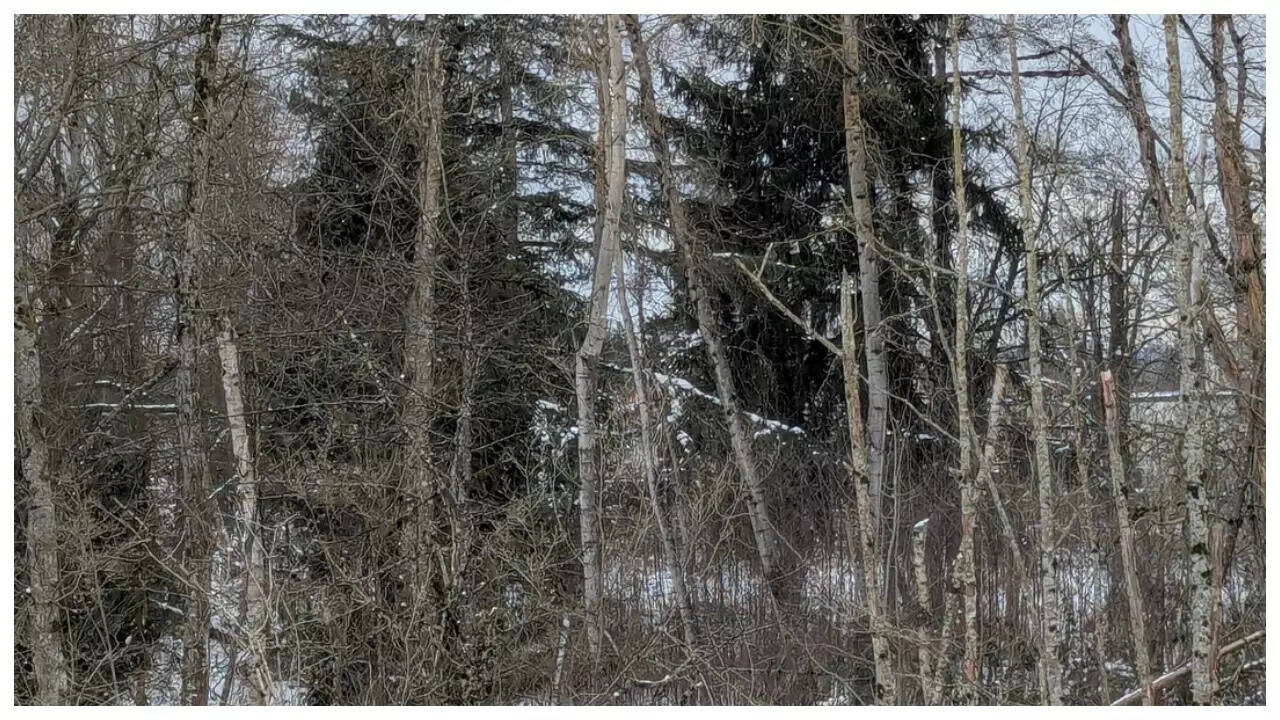 Optical illusion: Only those with a sharp vision can spot a crow in the ...