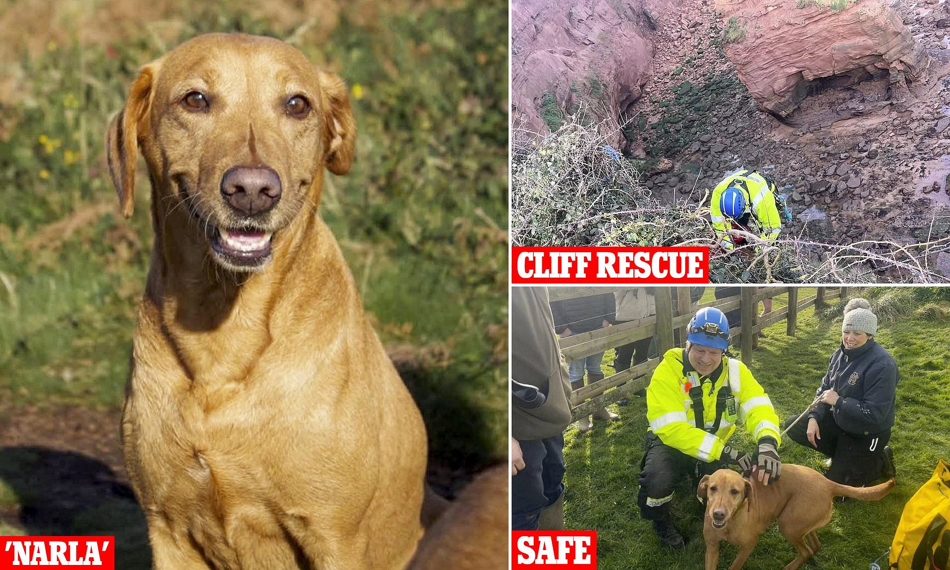 Labrador ran off cliff and was stuck on ledge for three days, rescued
