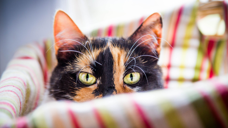 Why Male Tortoiseshell Cats Are So Rare (And The High Price You'll Pay ...