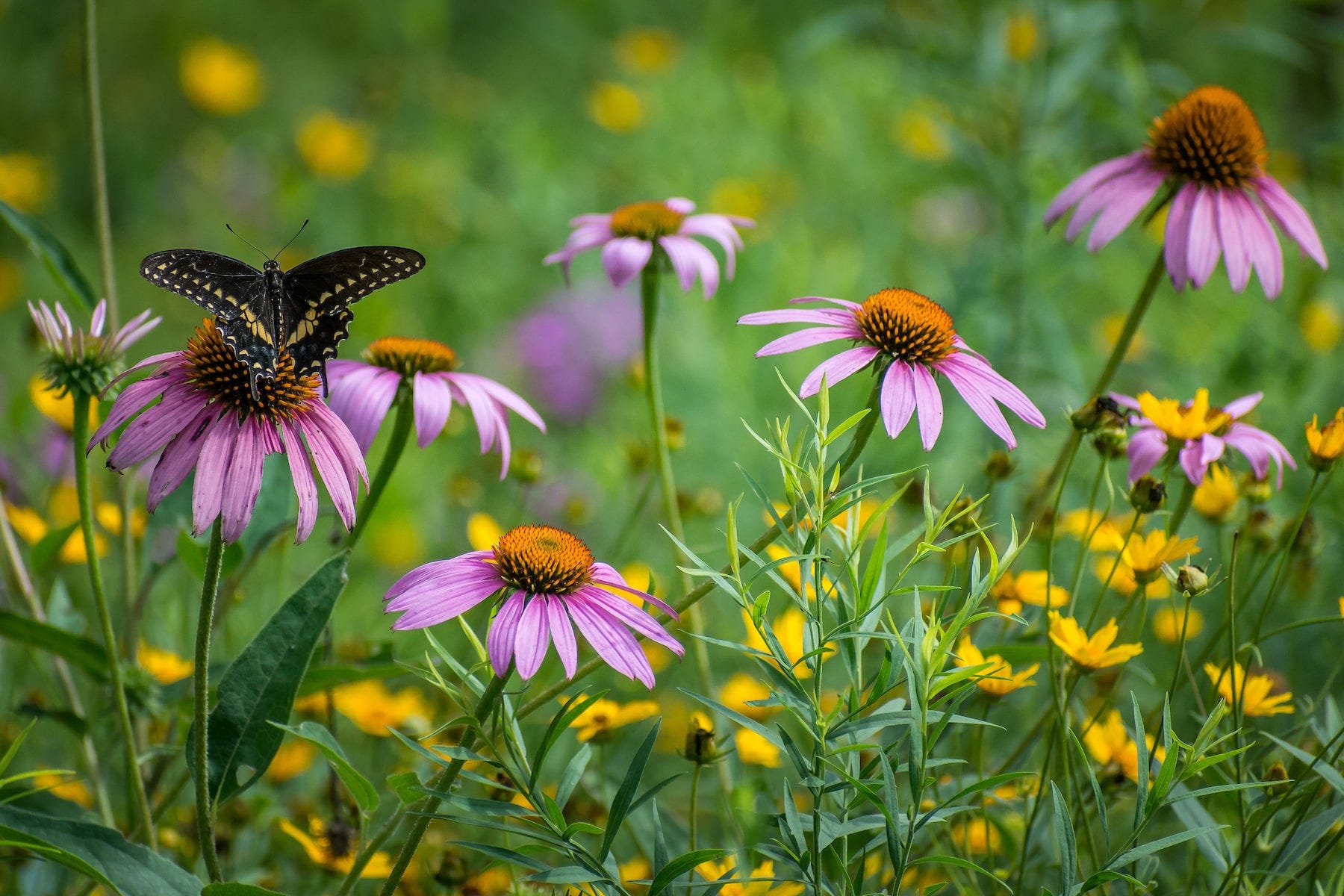 Roaming St. Louis: Shaw Nature Reserve Turns 100