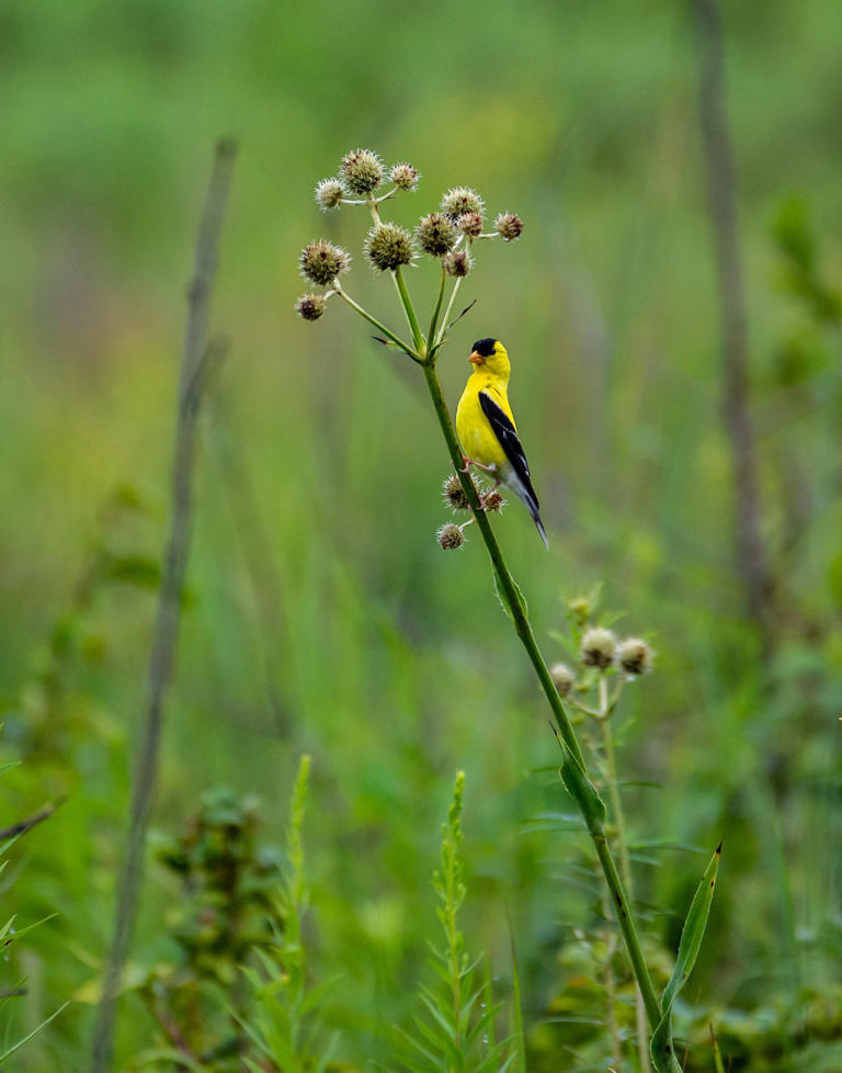 Roaming St. Louis: Shaw Nature Reserve Turns 100