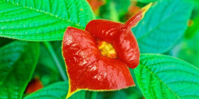 Conózcala: esta es la flor colombiana 'más codiciada' del mundo