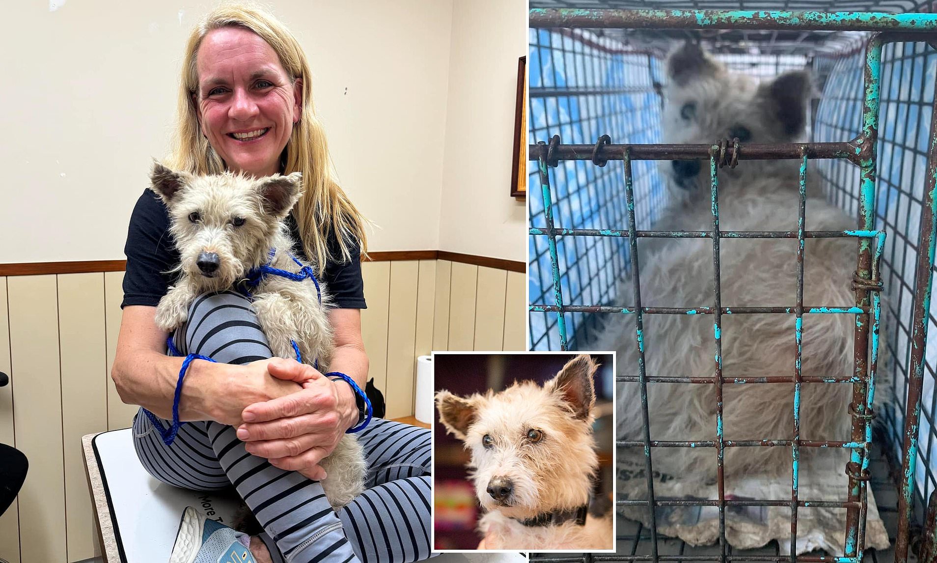 Houdini hound is finally found again after weeks on the run