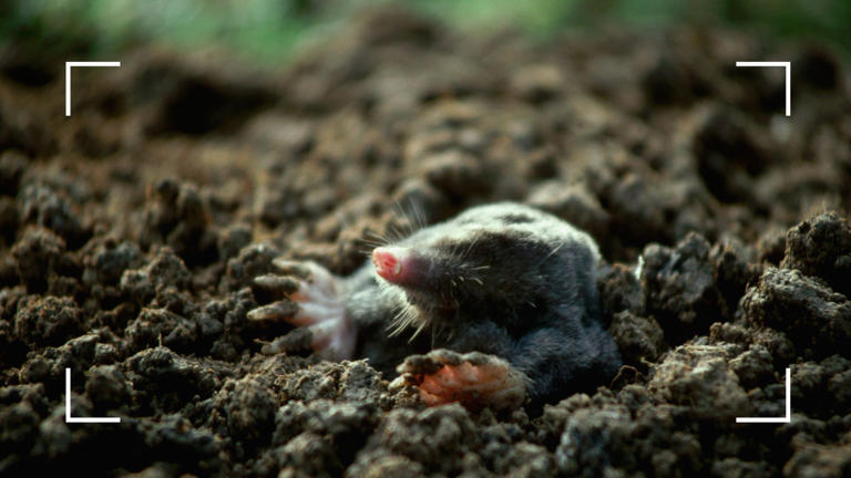 How to get rid of moles in your lawn – deter burrowing pests from the ...