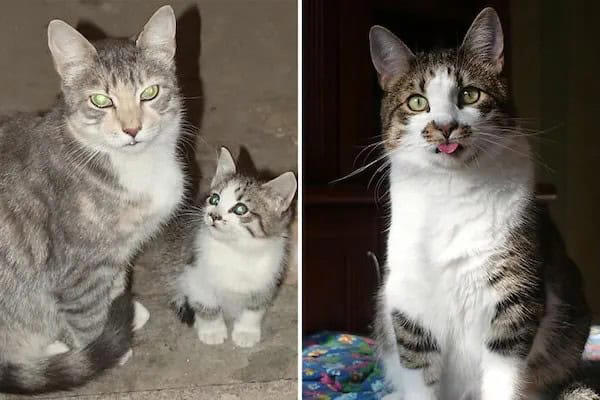41 Adorable Cats Growing Up From Tiny Kittens To Majestic Adults
