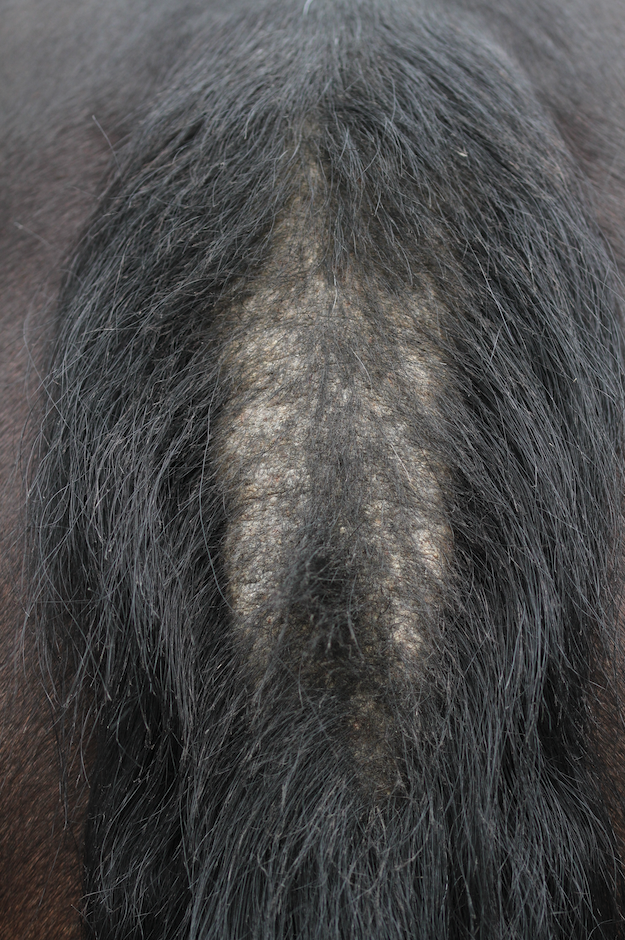 Sweet itch in horses: vet advice for relieving the itching