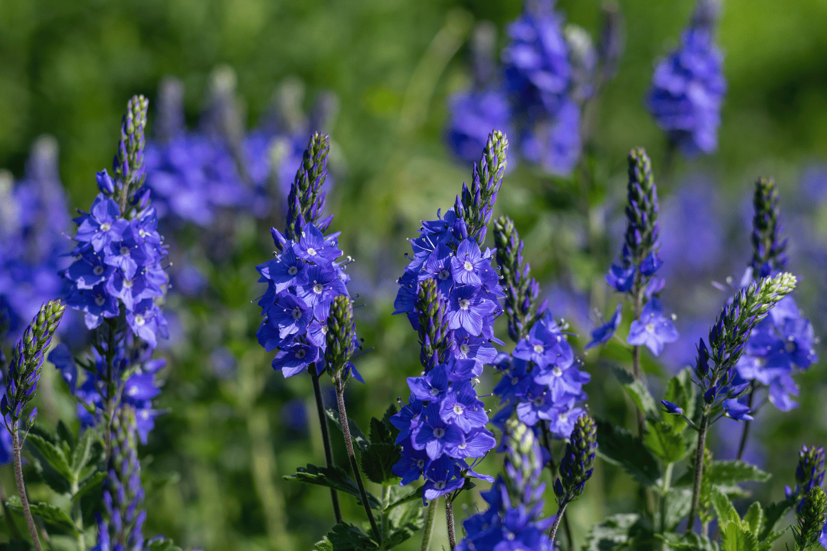 21 Perennial Flowers That Thrive in Minnesota Gardens