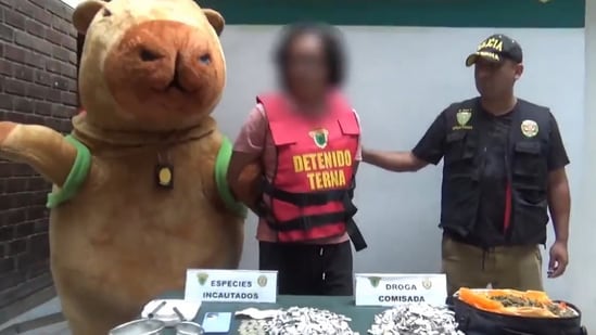 ‘Giant rodent’: Disguised as capybara, Peru cop catches drug suspect on ...