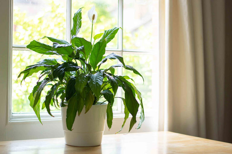How to clean peace lily leaves the right way—without hurting your plant