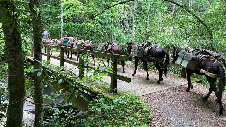 Mules that provided aid after Hurricane Helene struck down on road