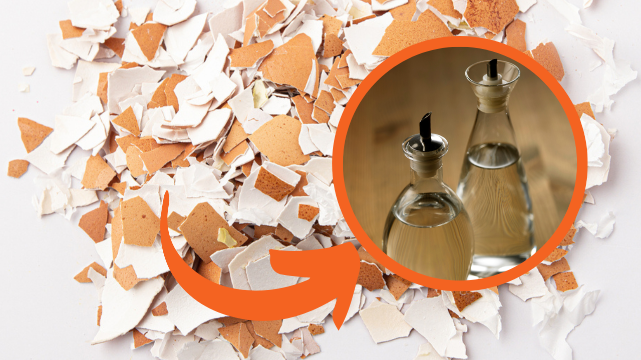 Entorne vinagre nas cascas de ovos e jogue-as no jardim: uma solução ...