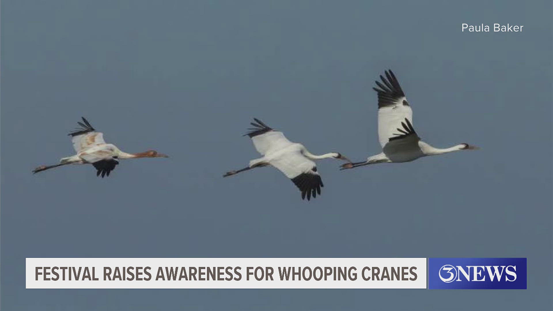 Festival raises awareness for endangered whooping cranes