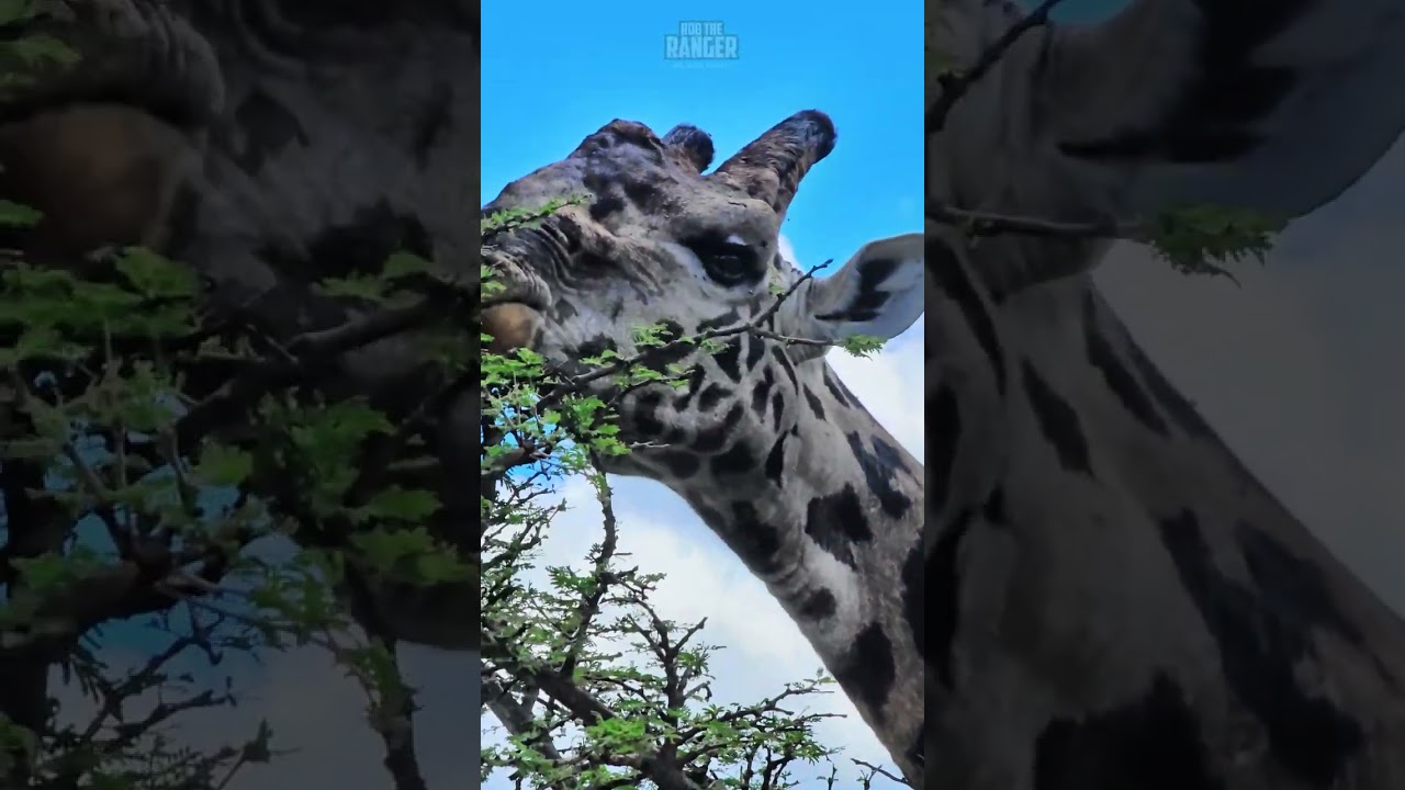 Incredibly Beautiful Giraffe: Appreciate The Heights Of Nature