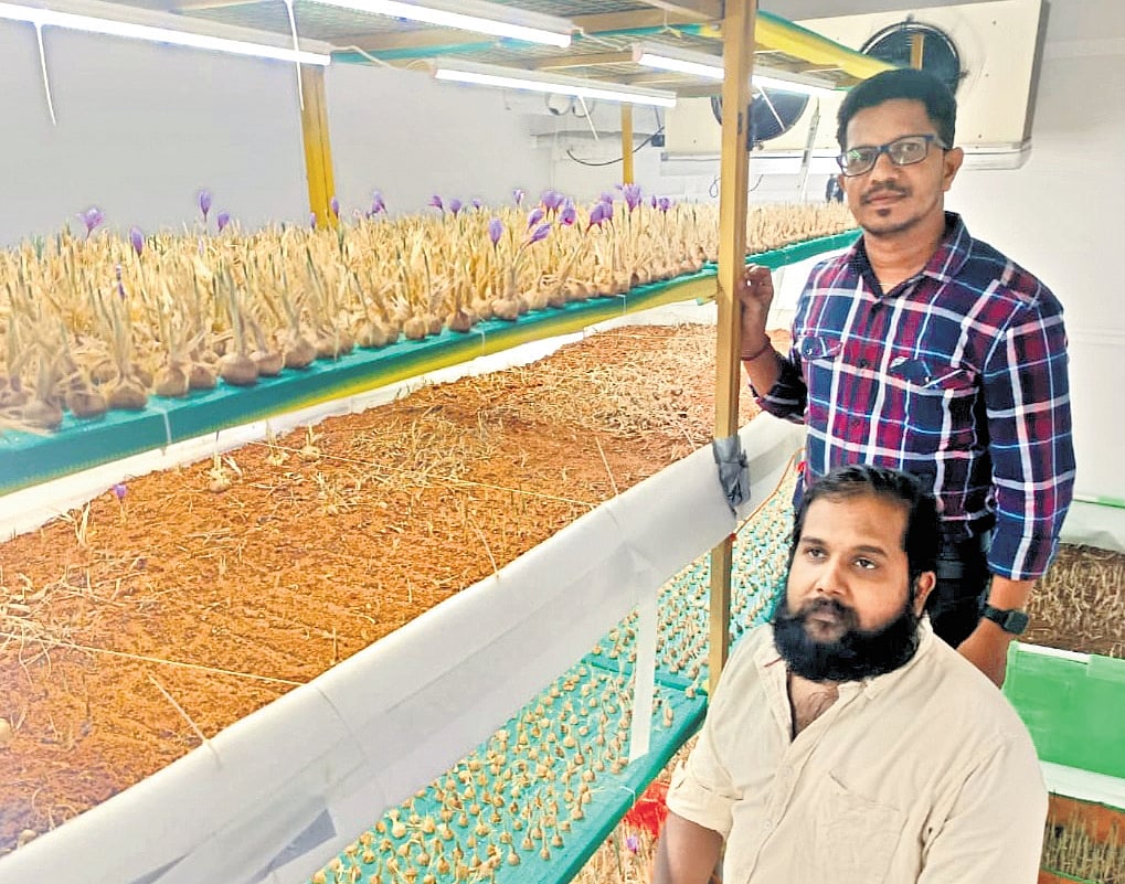From Kashmir to Karnataka’s Coast: Udupi IT professional grows saffron ...