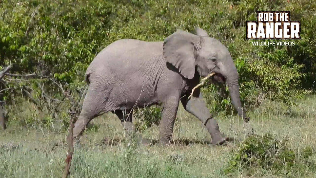 Elephant Herd Moves Across The Hills On A Breathtaking African Safari