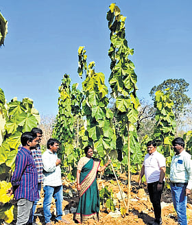 Breathing life into Nirmal toys: Ponki trees revive Telangana's local ...