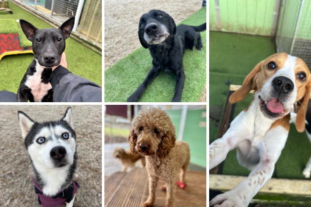 Five dogs looking for their forever home from Many Tears Rescue