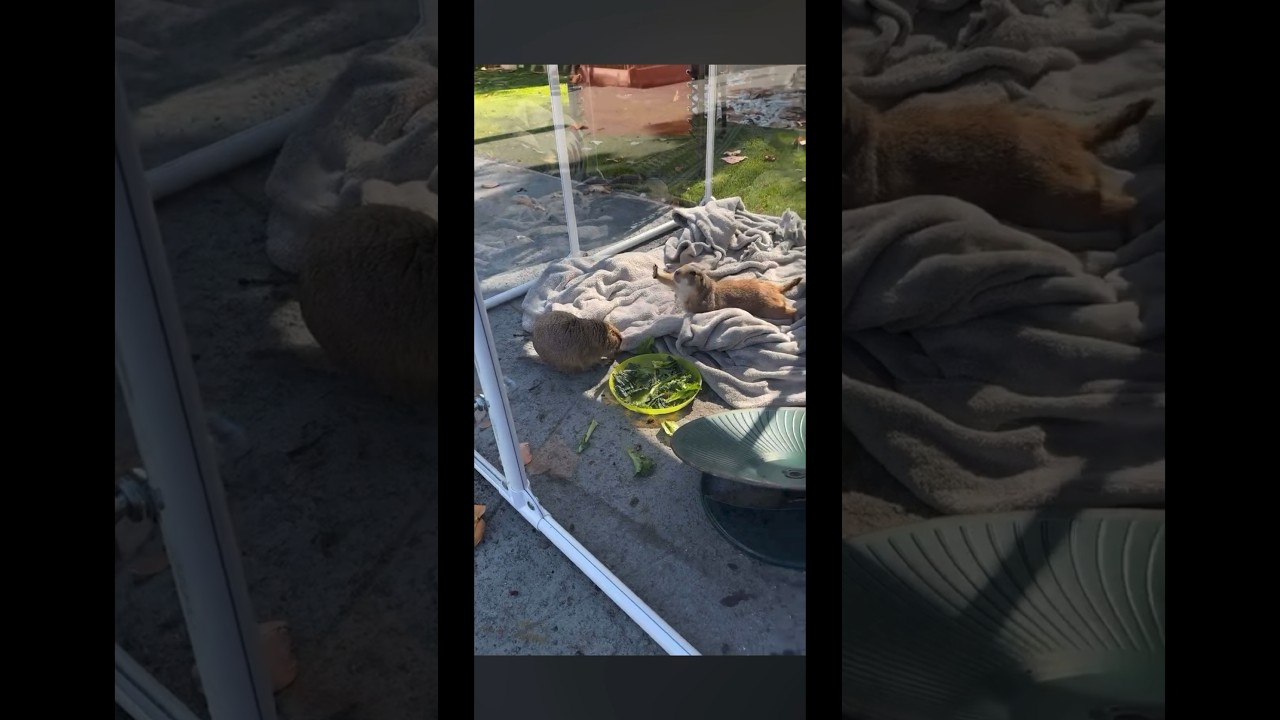 Highlights from a prairie dog livestream worth watching