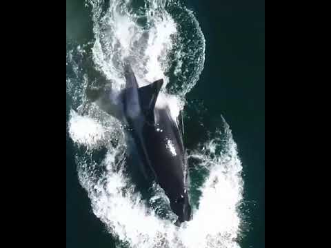 Amazing Lone Male Orca’s Majestic Encounter with Nature