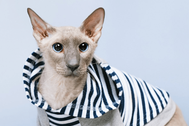 15 Coolest Cat Breeds