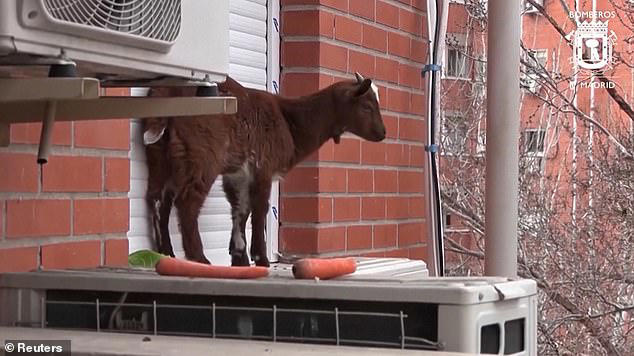Moment goat is rescued from fifth-floor flat ledge in Madrid