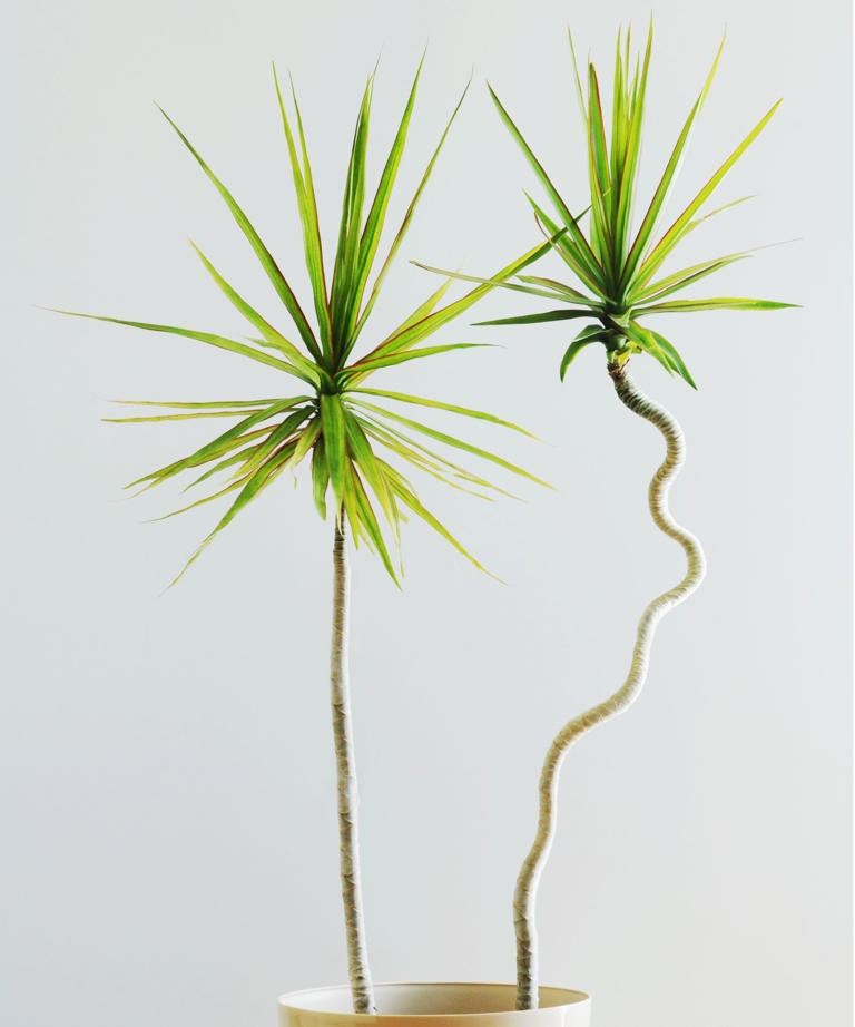 How to propagate a dragon tree in 3 simple steps – plus advice from a ...