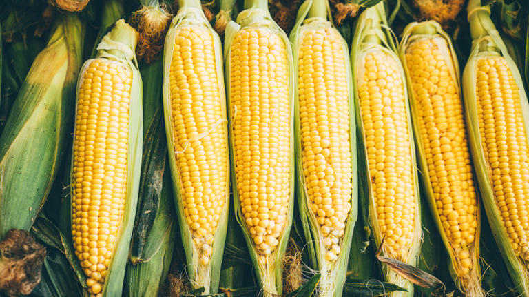 Why Does Sweet Corn Taste Sweeter Than Field Corn? Why Does Sweet Corn Taste Sweeter Than Field Corn?