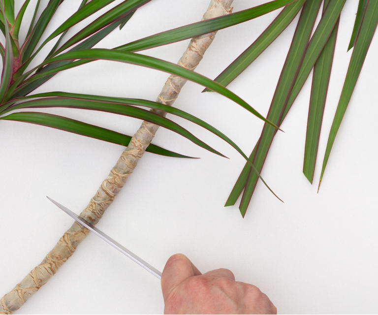How to propagate a dragon tree in 3 simple steps – plus advice from a ...