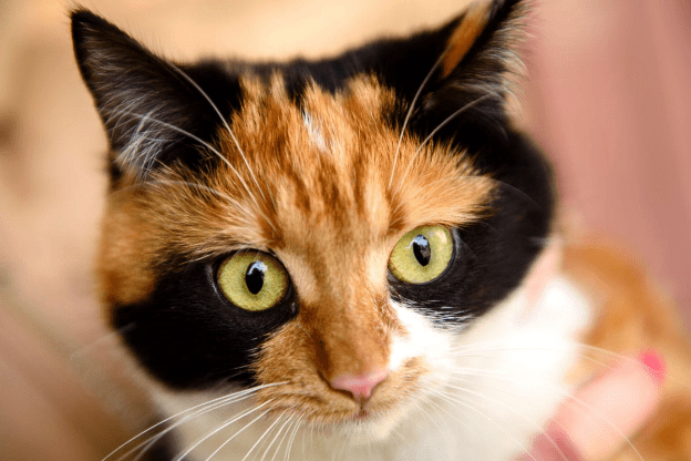 15 Coolest Cat Breeds