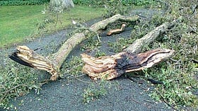 Thane: Four Booked For Illegally Slashing Tree Branches In Yeoor Hills