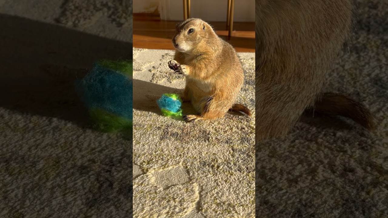 Paxton Enjoys a Beautiful Morning: Prairie Dog Style