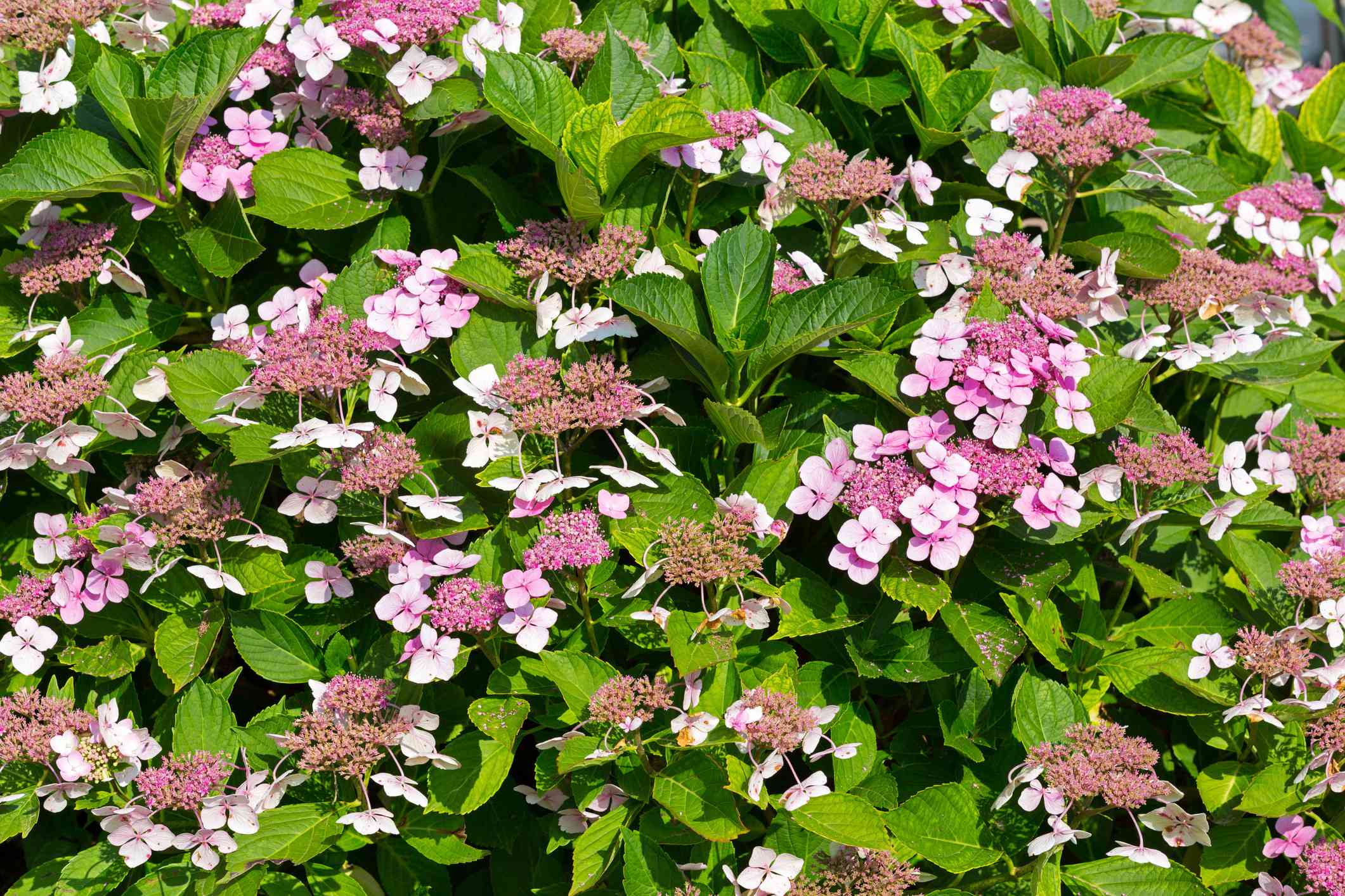 When To Prune Hydrangeas Depends On The Variety