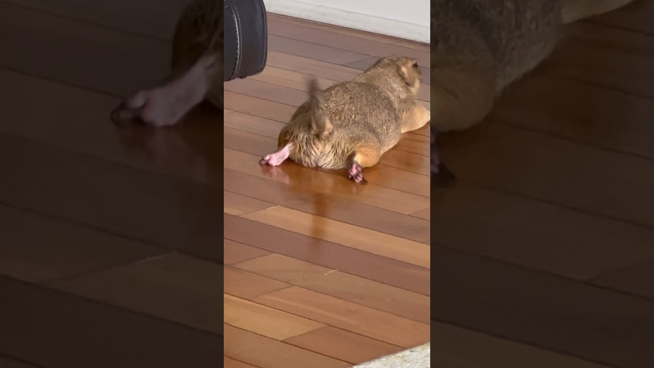 Prairie dog waddles and stretches adorably
