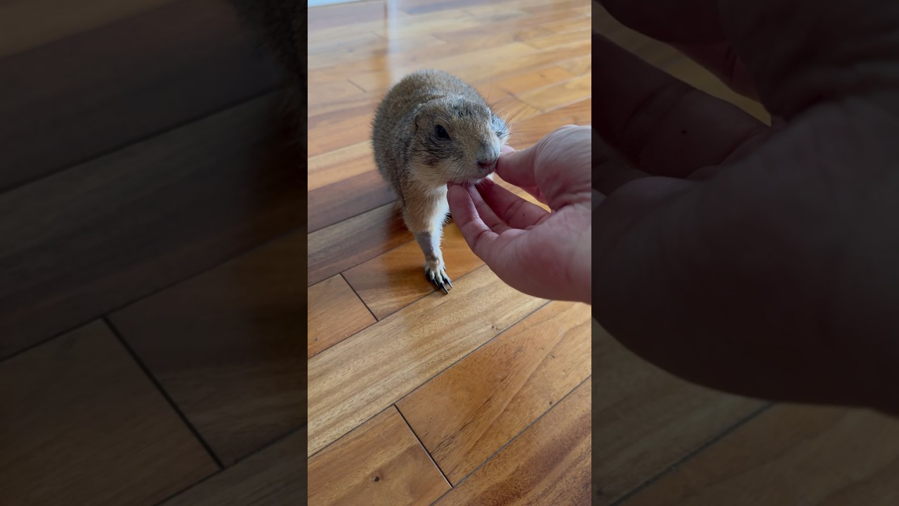 Prairie dog Paxton is always ready for chin scratches