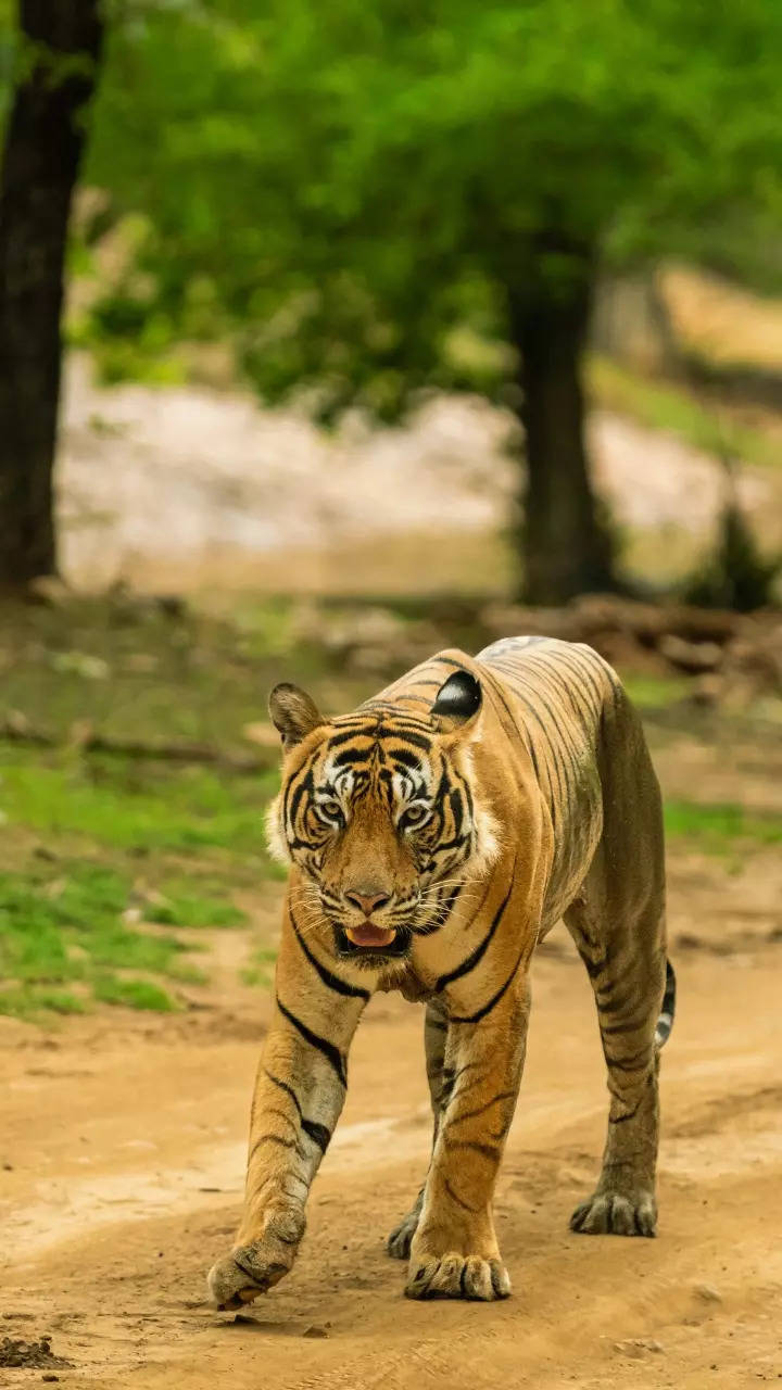 India's most iconic tiger reserves to visit before the wildlife season ends