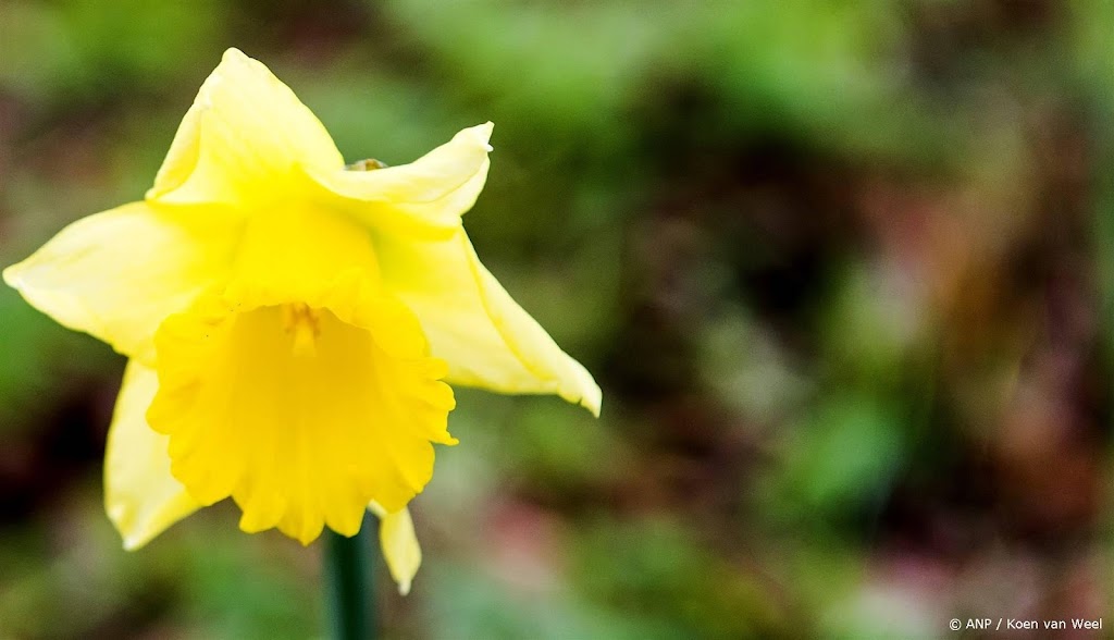 Weeronline verwacht dit jaar opnieuw zachte lente