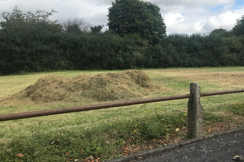 Petition to stop rewilding in Paddock to be heard at council meeting