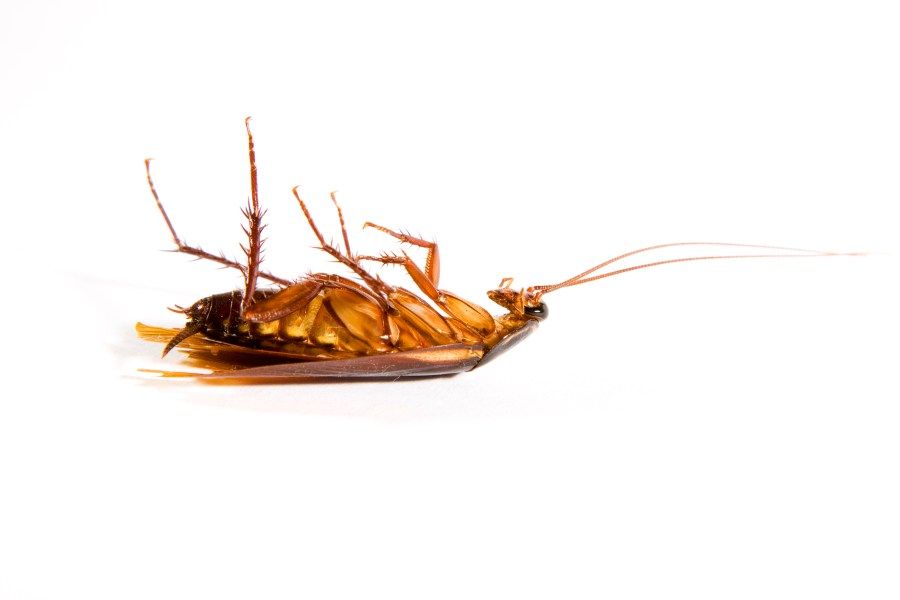 QC restaurants cited for food-safety violations – including dead roach ...