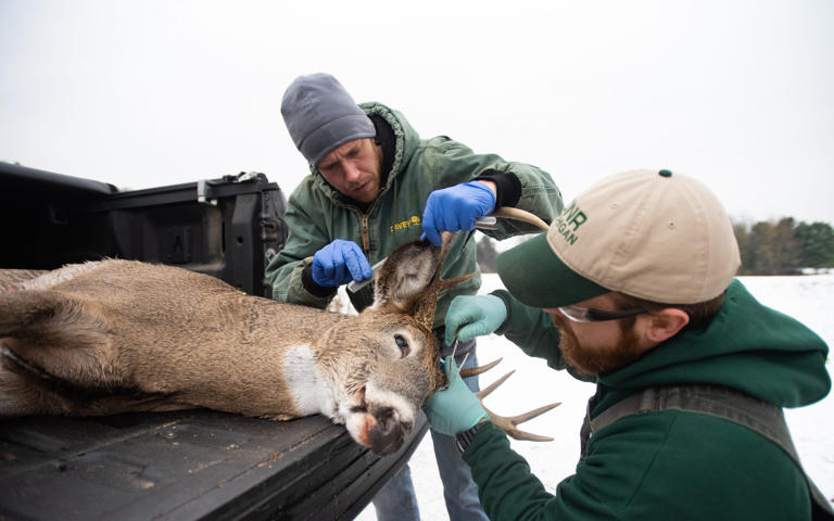 Ohio may expand tracking as chronic wasting disease spreads in deer ...